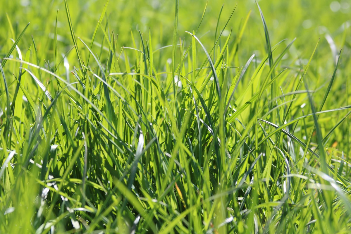 Tiptop toptips voor wie gras gaat zaaien - Insiderz
